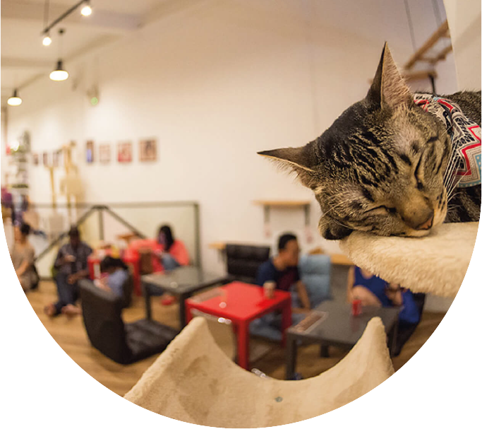 Cats Cafe